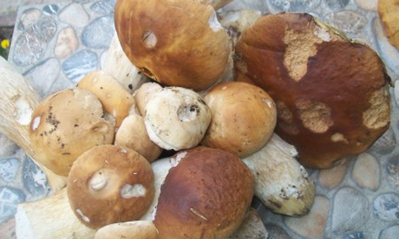 Baravykai baravykėliai...mmm - Moterų klubas - Mamyčių klubas