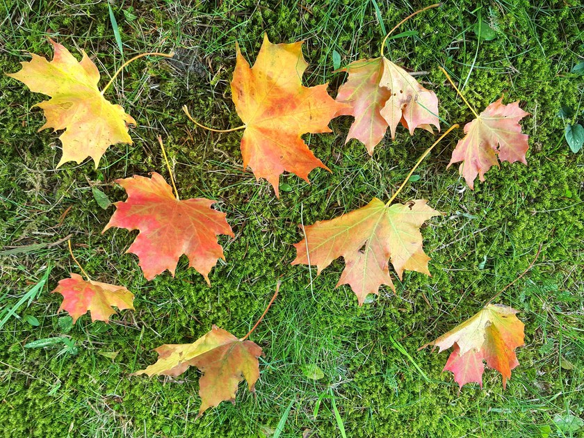 Gelsta klevo lapas - Rudenėli, labas! - Ikimokyklinukas - Mamyčių klubas