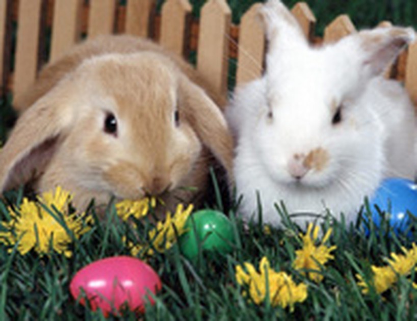 Linksmiausios Velykų popietės su kiškiu Velykiu ir bobute! - Naujienos ...